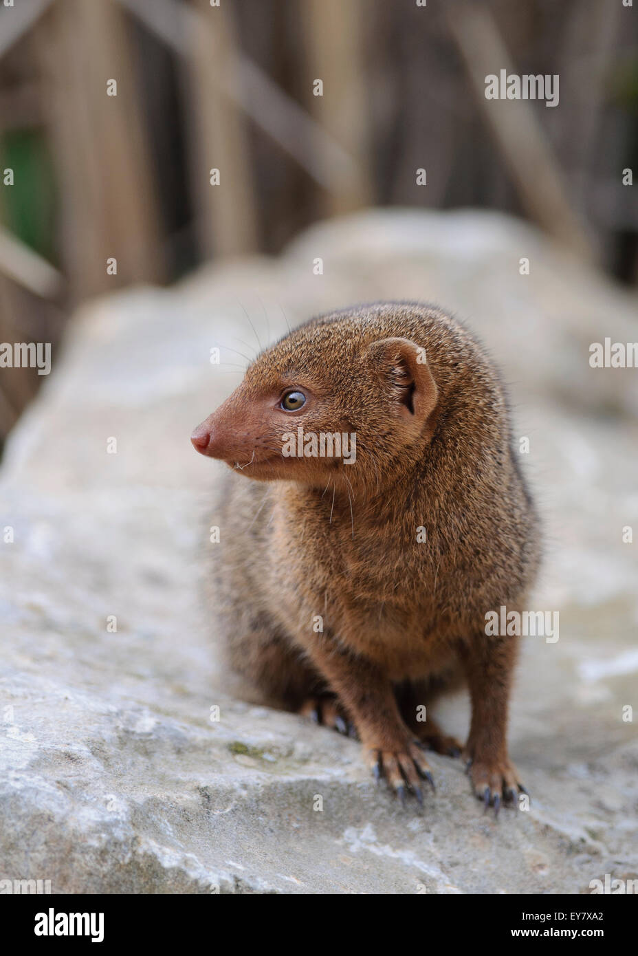 Common dwarf mongoose (helogale parvula), Chester Zoo, United Kingdom ...