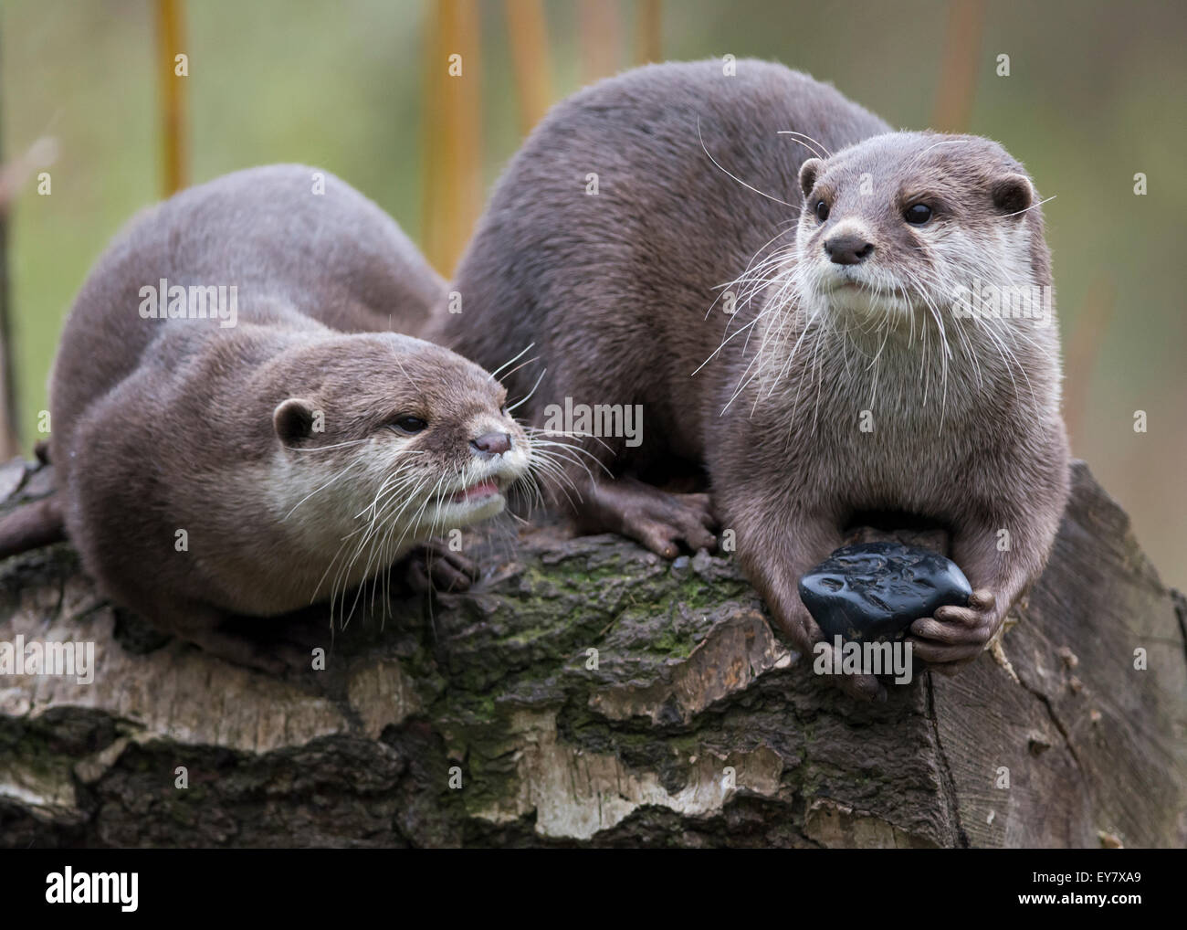 Pair of european otters (Lutra lutra) in captivity, United Kingdom ...