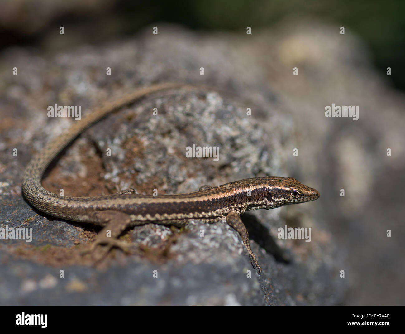 Madeira lizard hi-res stock photography and images - Alamy