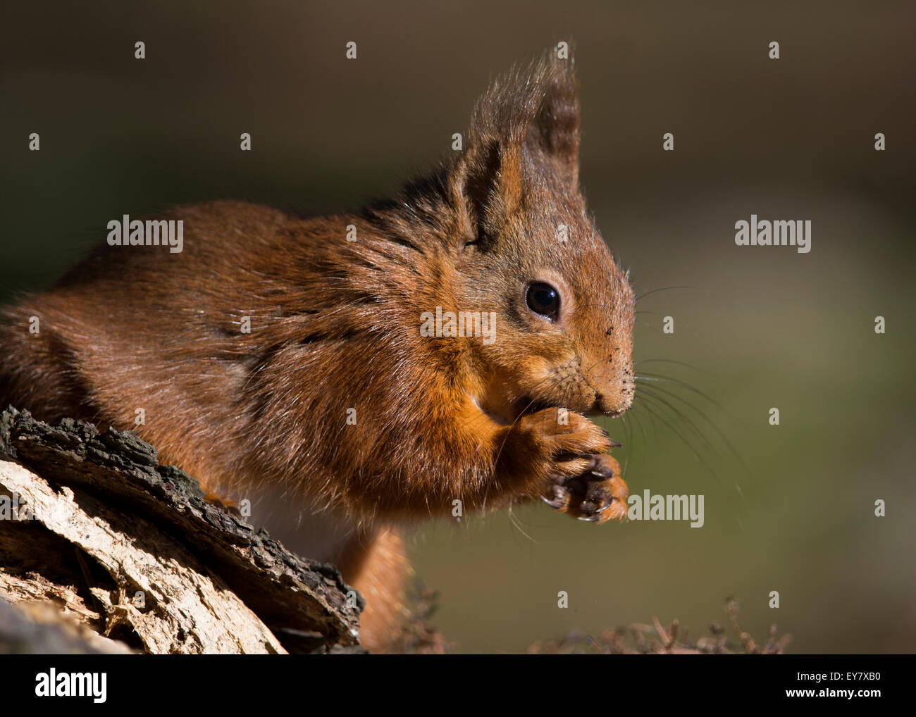 Red squirrel profile hi-res stock photography and images - Alamy