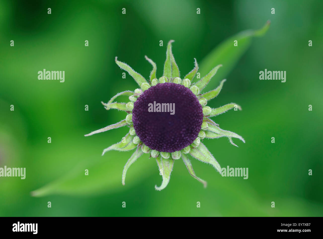 Helenium flower hi-res stock photography and images - Alamy