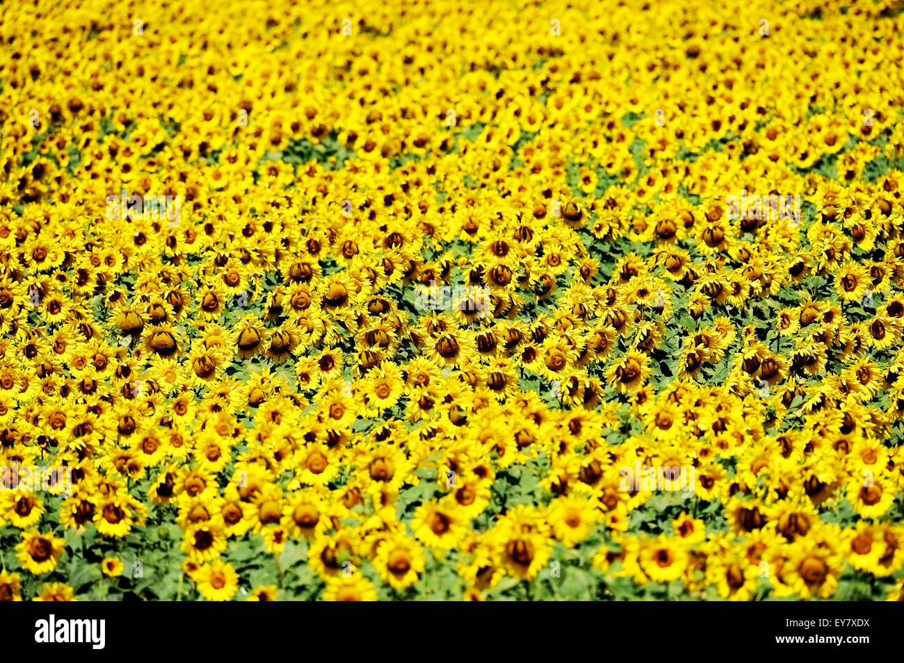 Rows of sunflowers on a sunflower field in july Stock Photo - Alamy