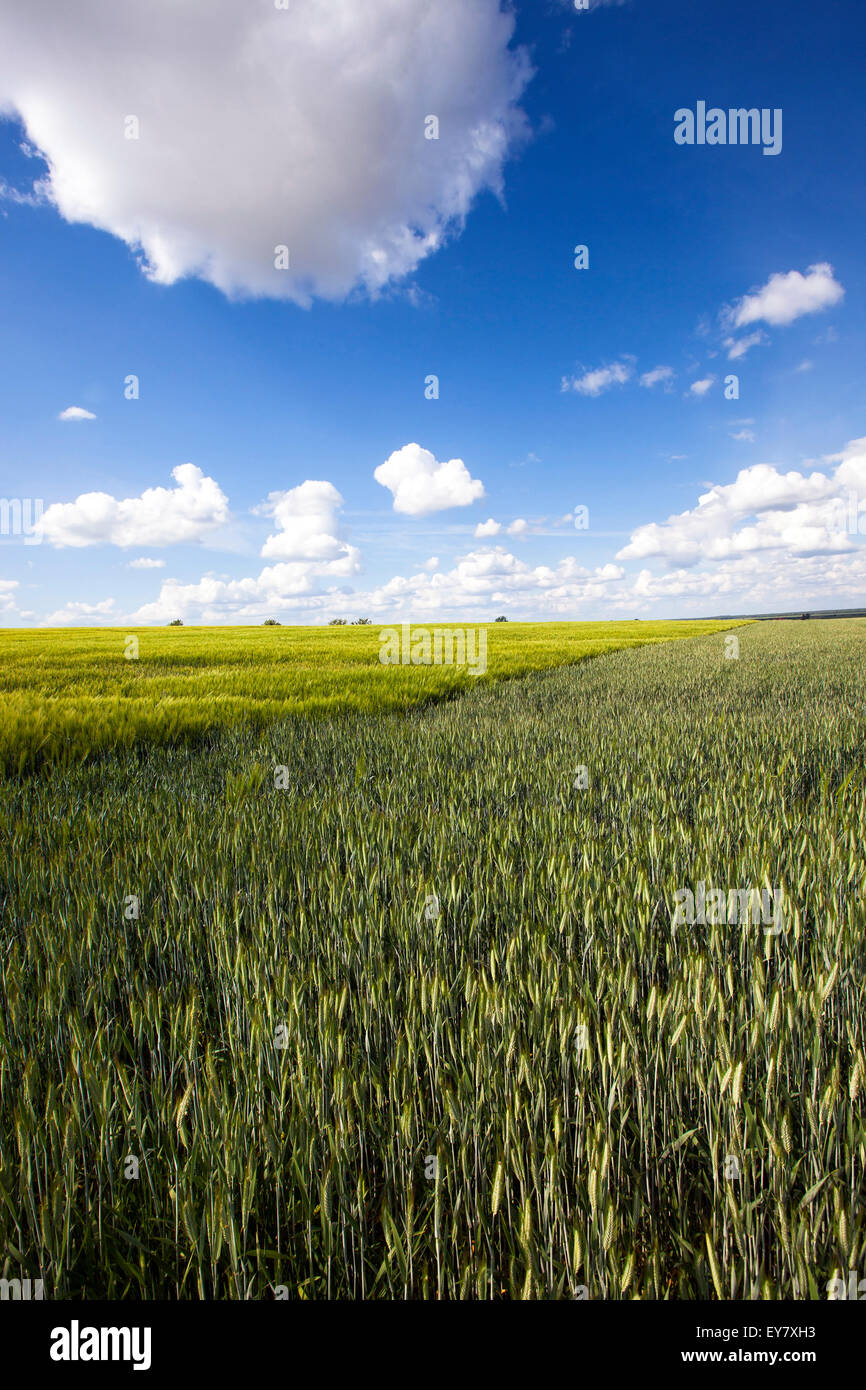 Lush green oat field growing hi-res stock photography and images - Alamy