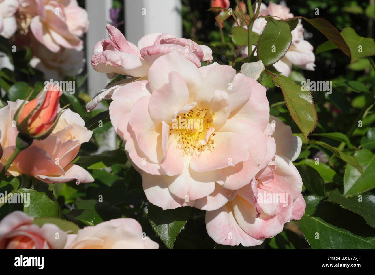 Rose flower bloom hi-res stock photography and images - Alamy