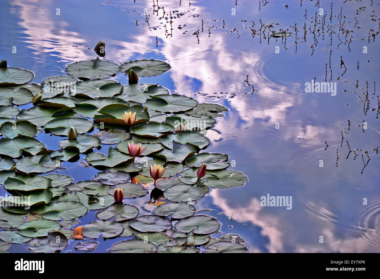 Aliv hi-res stock photography and images - Alamy