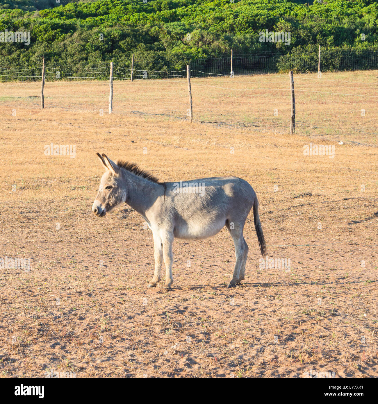 Animal culture hi-res stock photography and images - Alamy