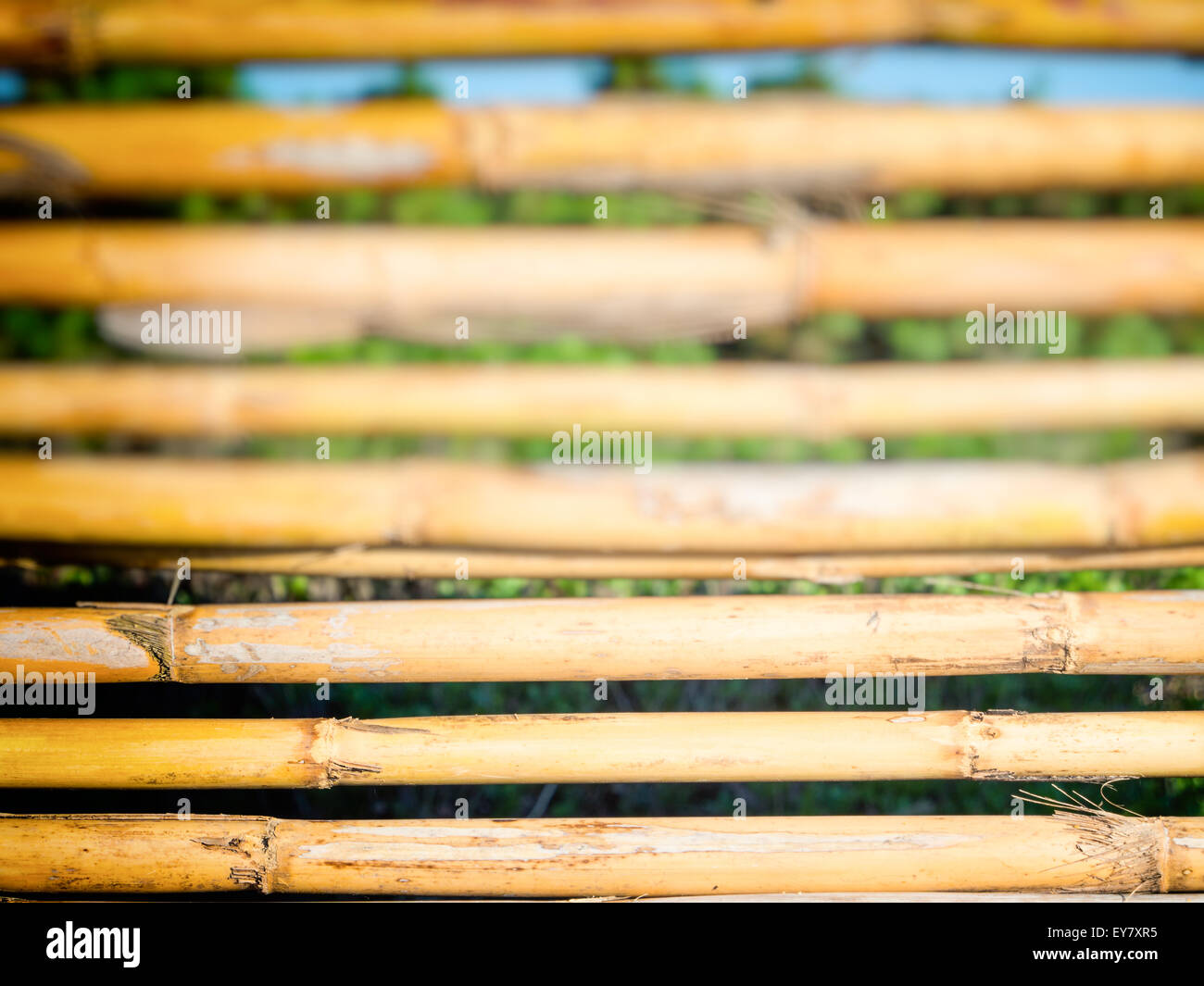 yellow reeds cut. Close up image of a lined reeds that generate optical ...