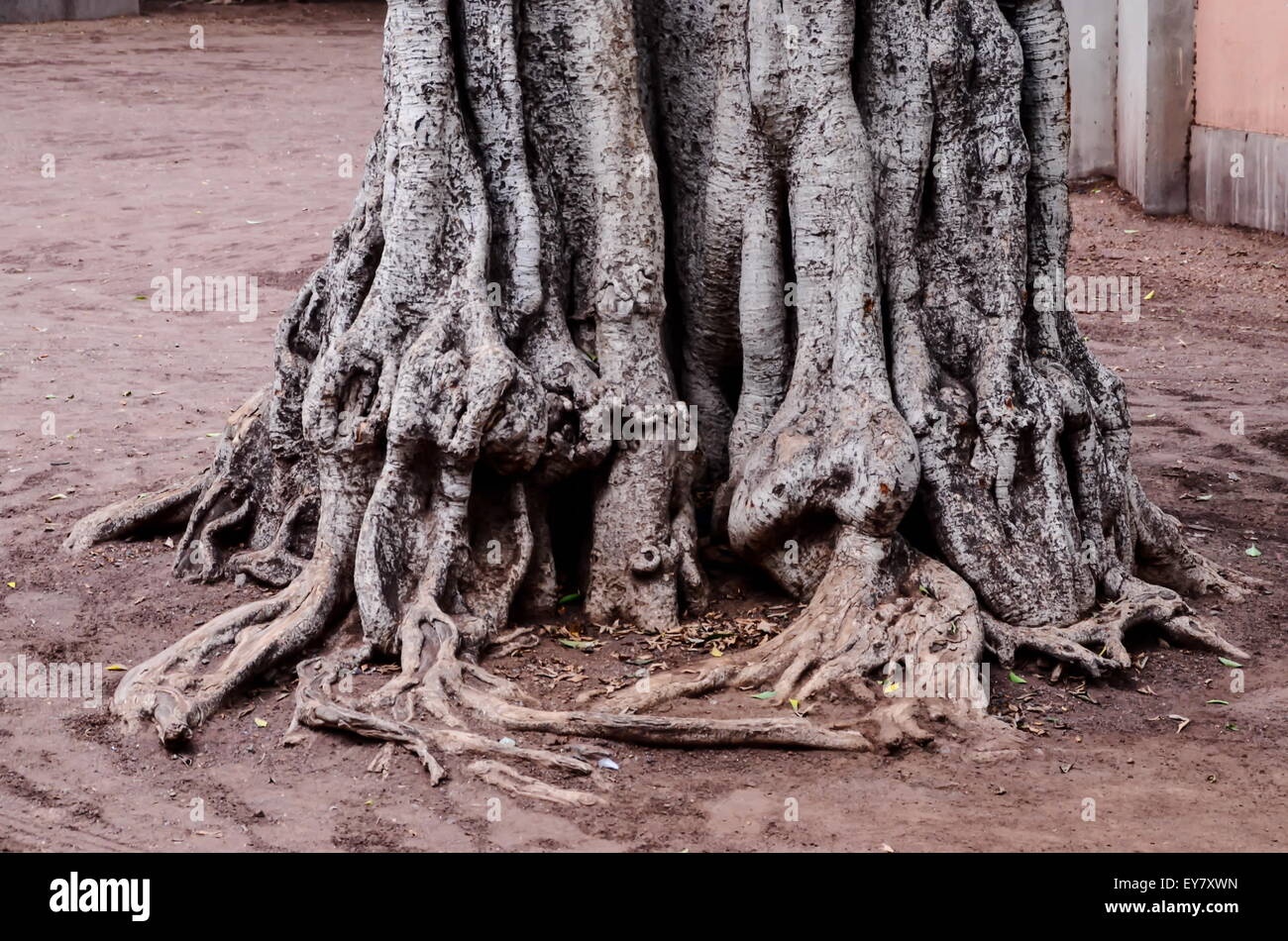 Root of the Tree Stock Photo - Alamy