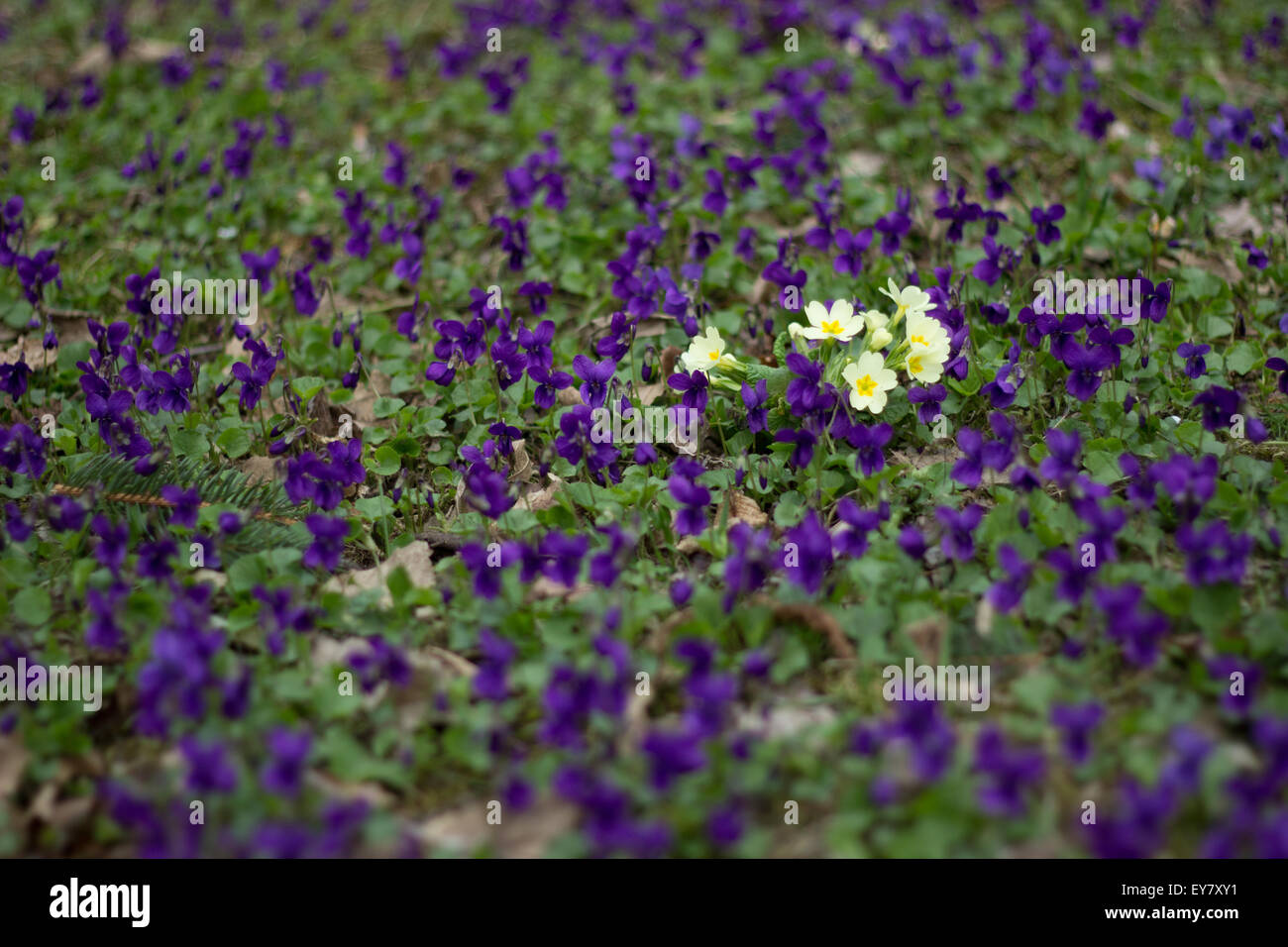 Primroses surrounded by violets Stock Photo - Alamy