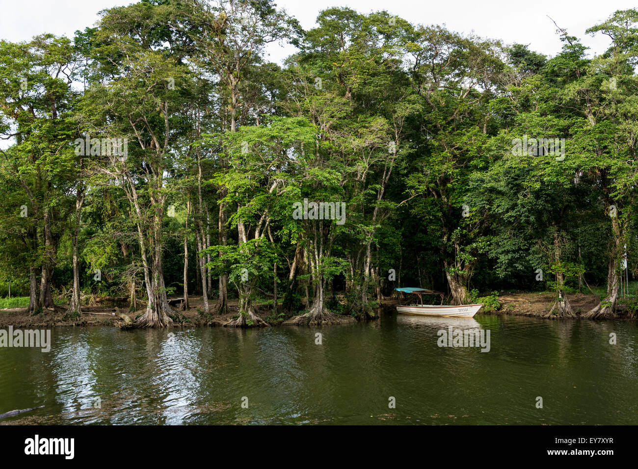 Trinidad and tobago mangrove hi-res stock photography and images - Alamy