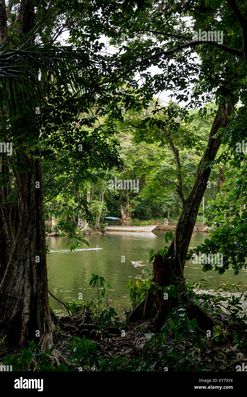 Trinidad and tobago river hi-res stock photography and images - Alamy