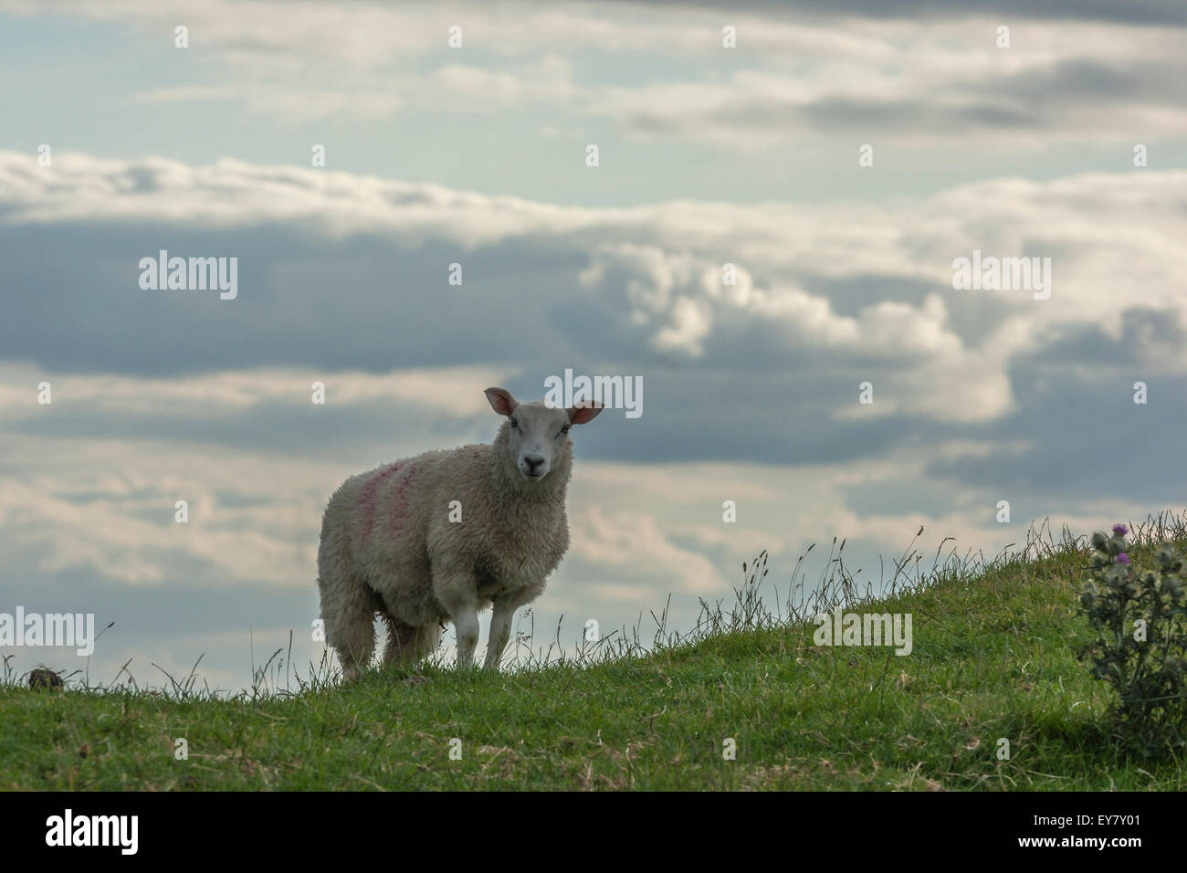 Sheep standing on a grassy hill looking down with a very white cloudy ...