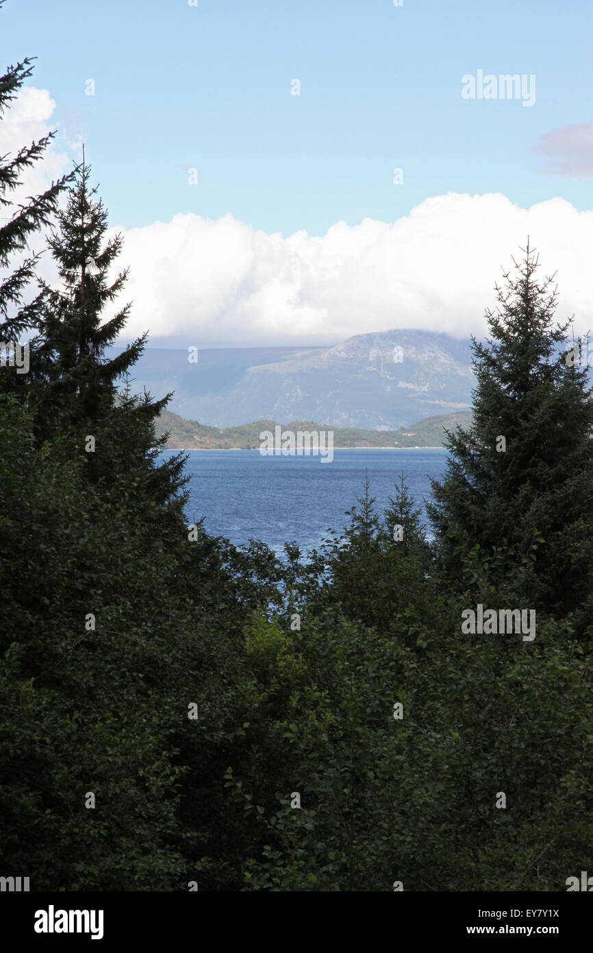 View of the fjord in Norway through the fir tree tops Stock Photo - Alamy