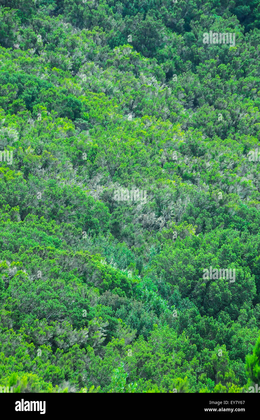Wild Forest Pine Tree Leaves Texture Stock Photo - Alamy