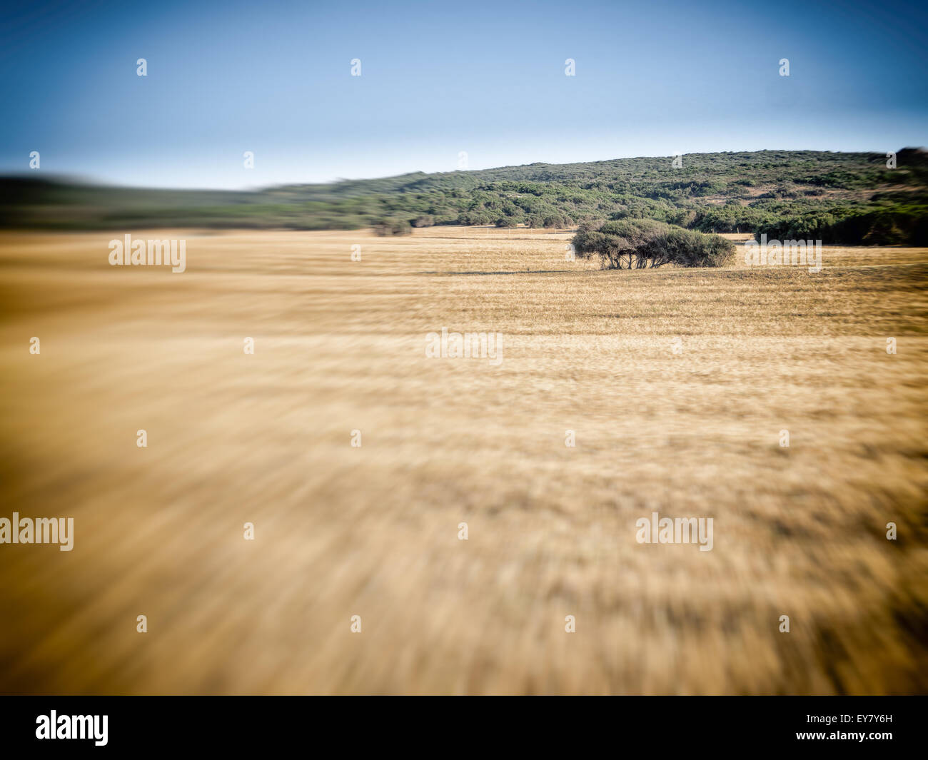 Sardinia tree nature wild rural hi-res stock photography and images - Alamy