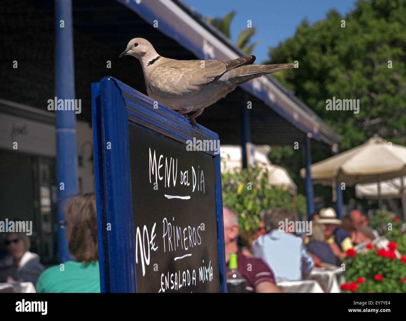 Forming a superspecies identification from african collared dove silent ...