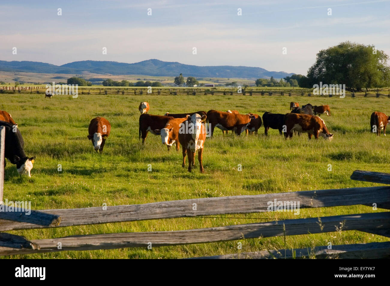 Cattle in Baker Valley, Elkhorn National Scenic Byway, Baker County ...