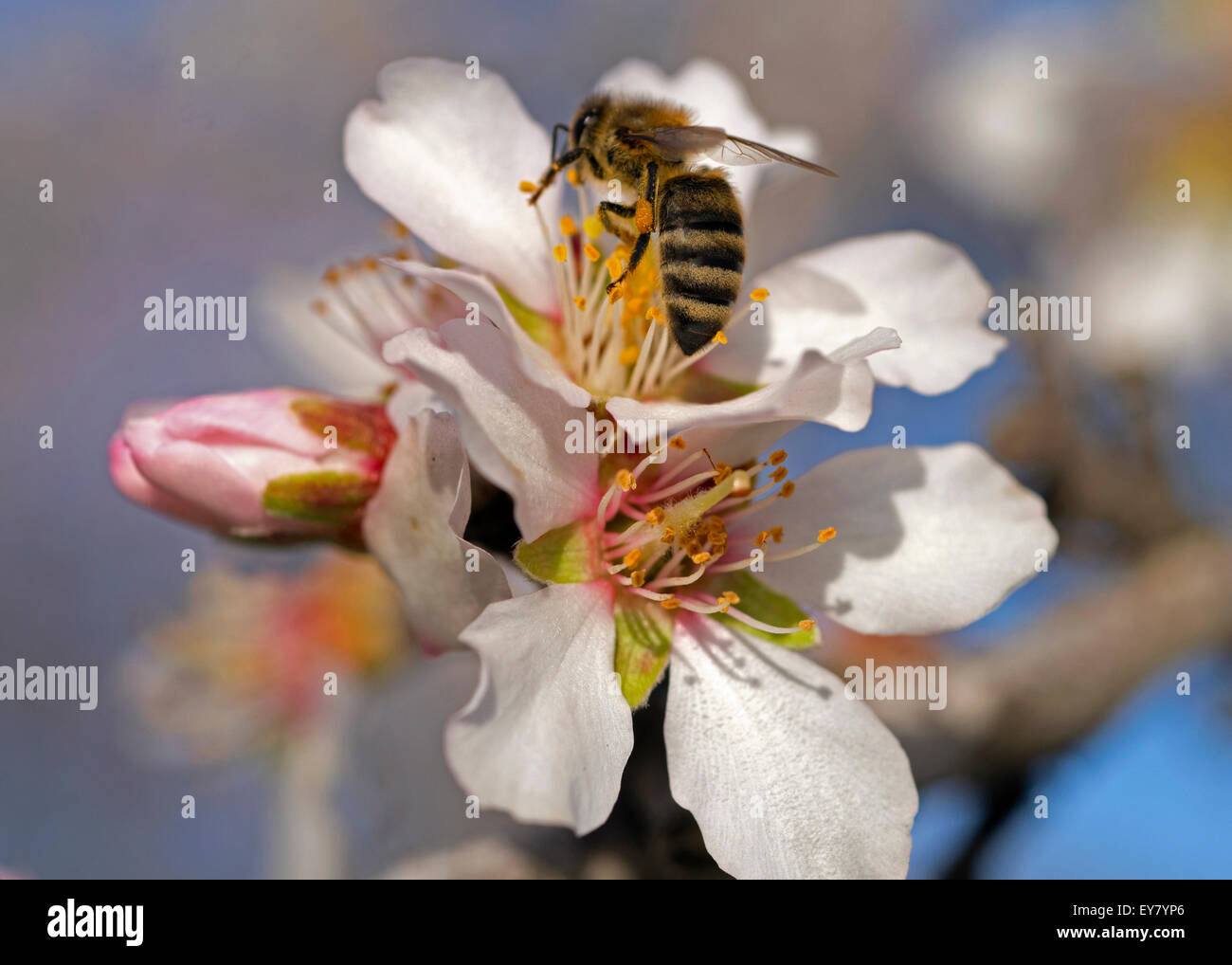Bee pollinating an almond blossom in the Central Valley, California ...
