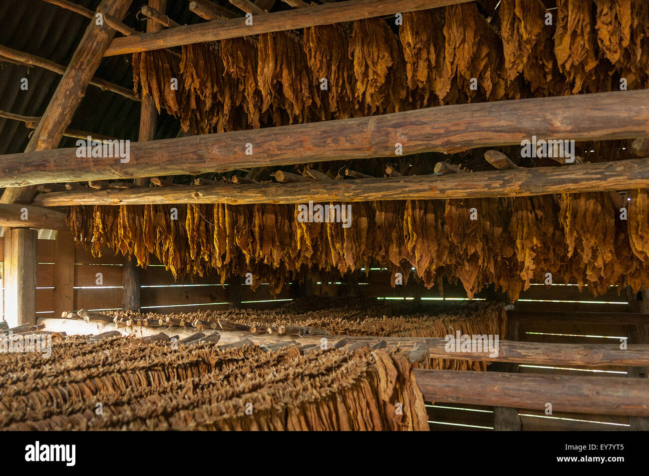 Cuban cigar factory hi-res stock photography and images - Alamy