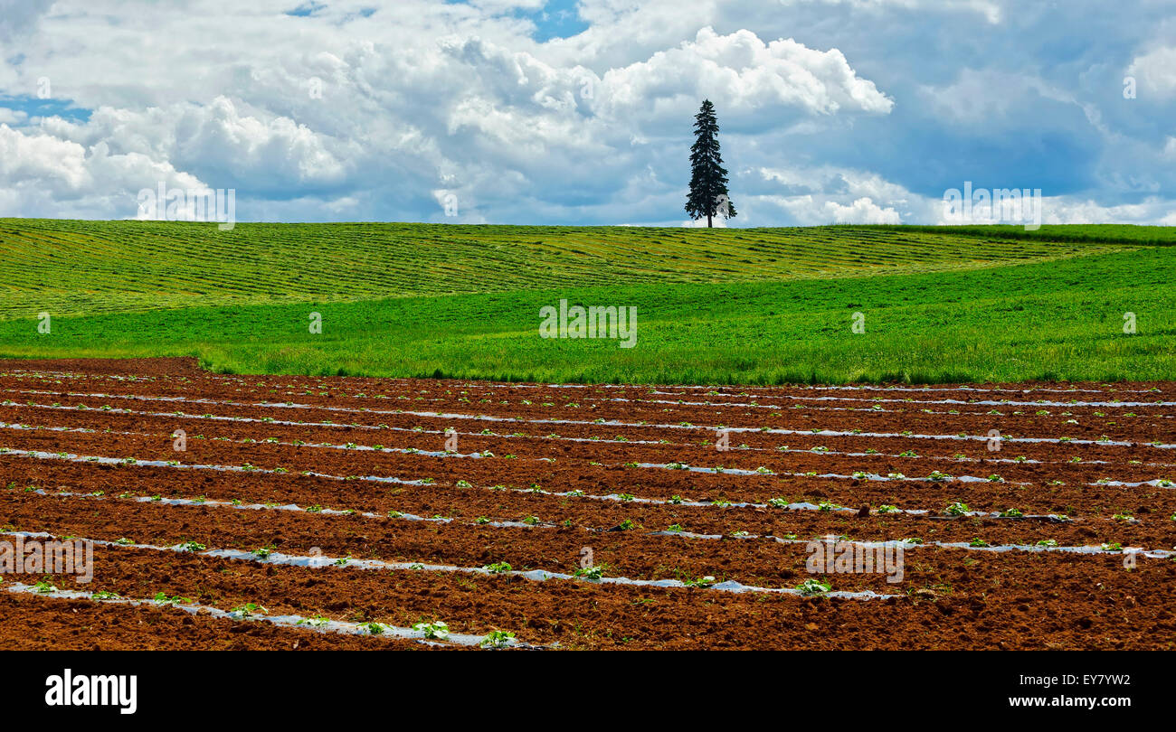 Spring farmland crop cultivation Stock Photo - Alamy
