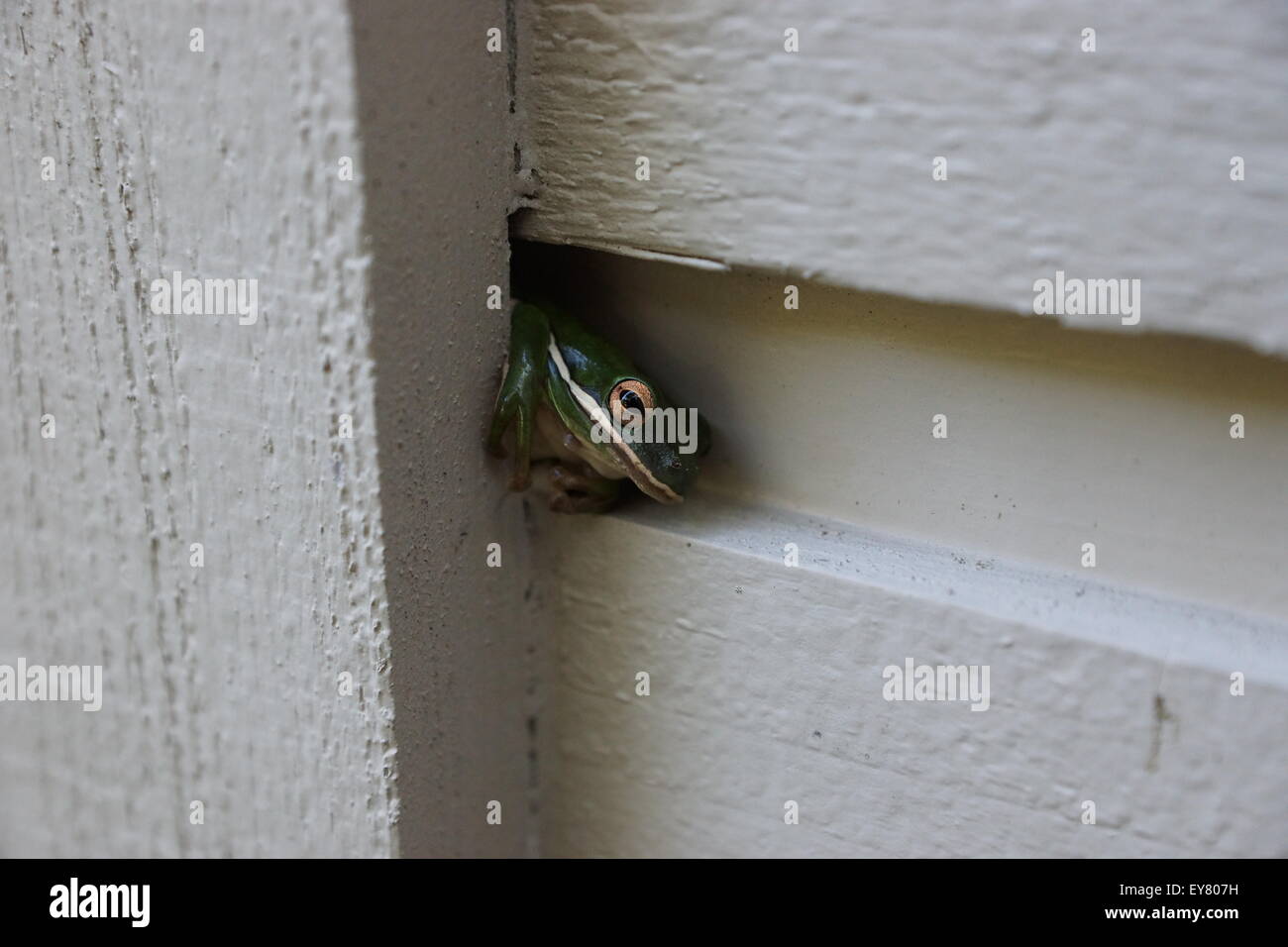 A frog hiding in the wall Stock Photo - Alamy