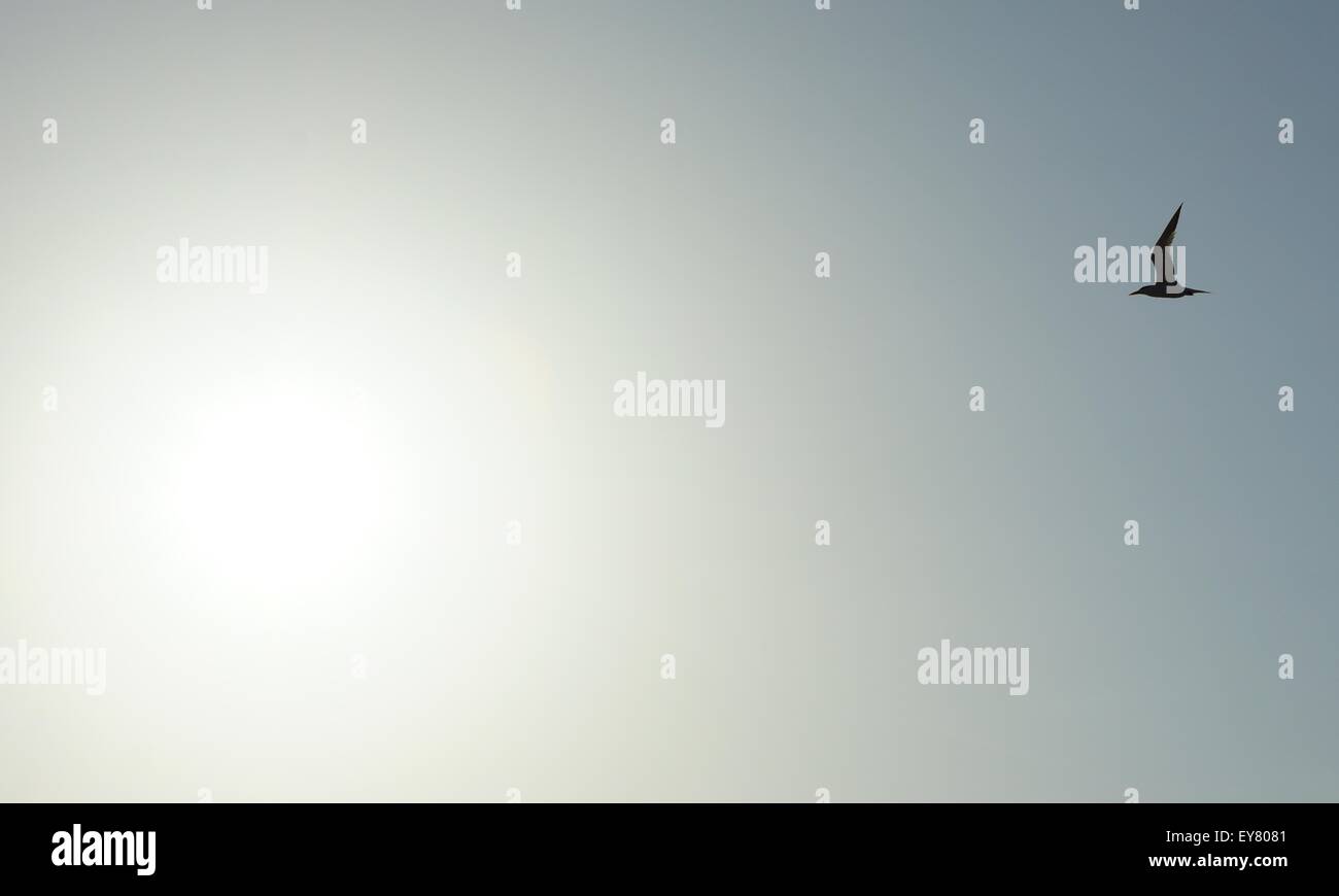 Sea gull flies over the sun on the beach Stock Photo - Alamy