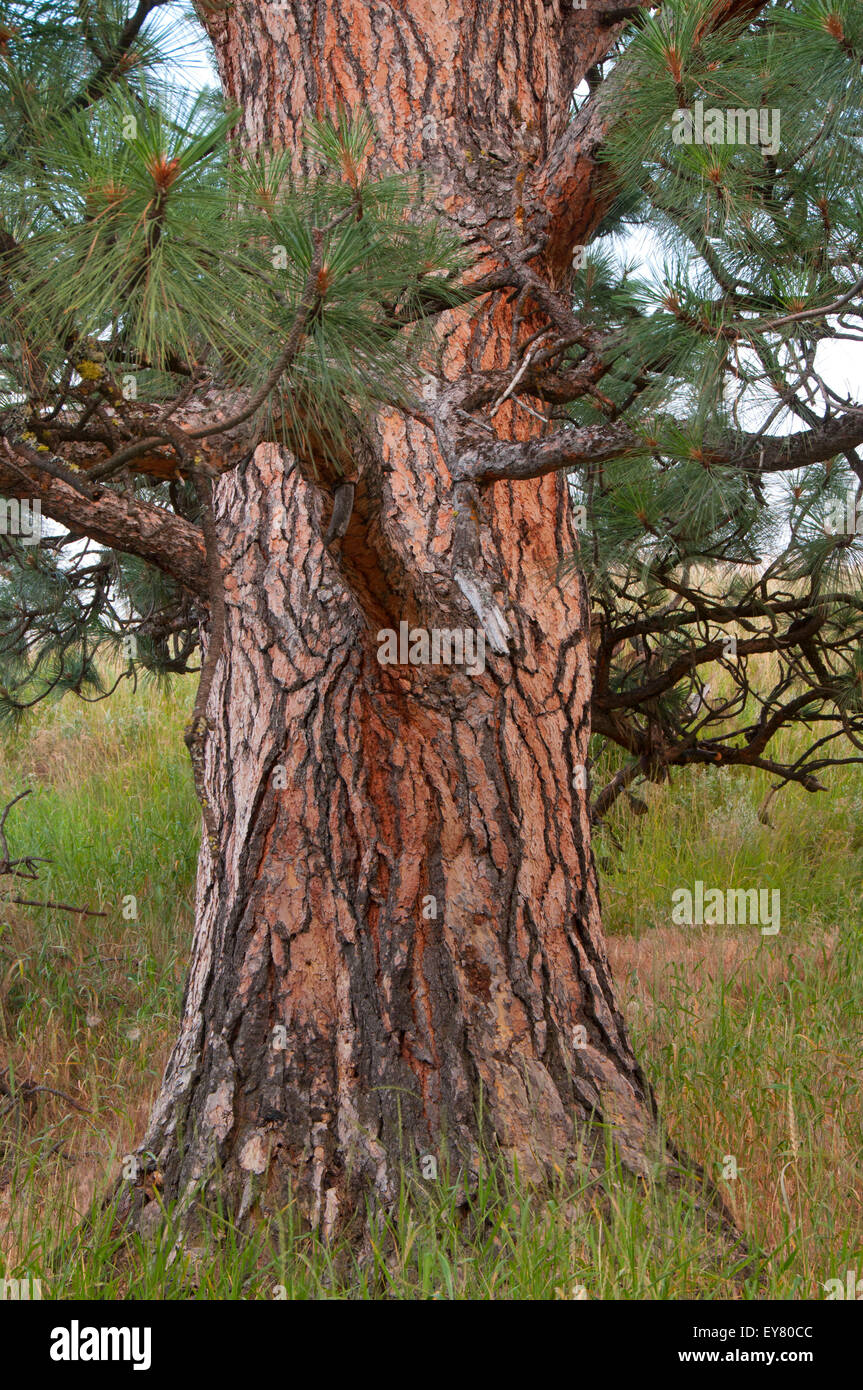 Ponderosa pine (Pinus ponderosa), Iwetemlaykin State Park, Hells Canyon ...
