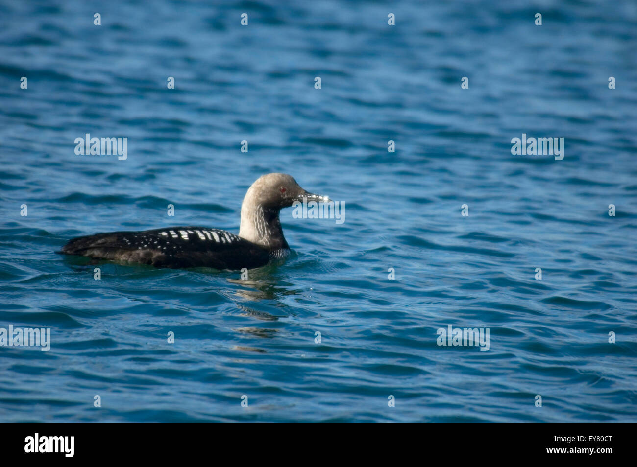 Loon point hi-res stock photography and images - Alamy