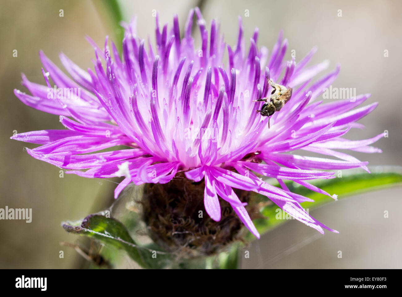 Small native bee species hi-res stock photography and images - Alamy