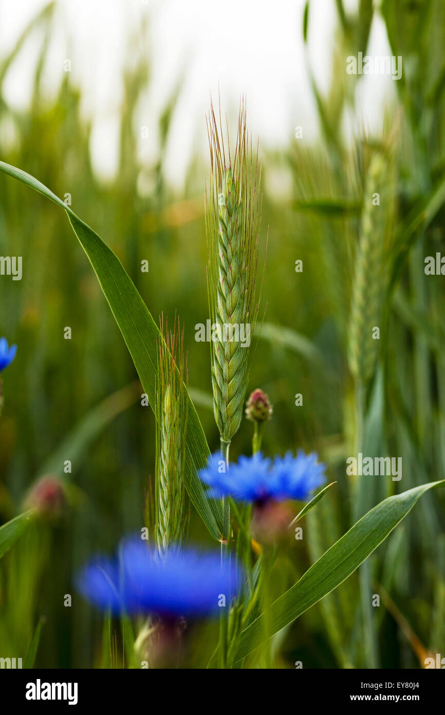 Violet flower wheat grass hi-res stock photography and images - Alamy