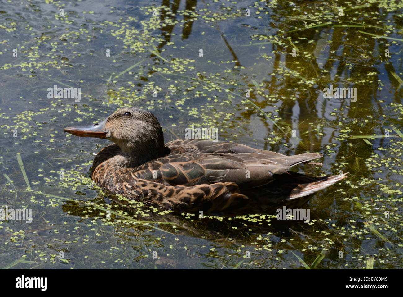Young mallard hen swimming on algae filled pond Stock Photo - Alamy