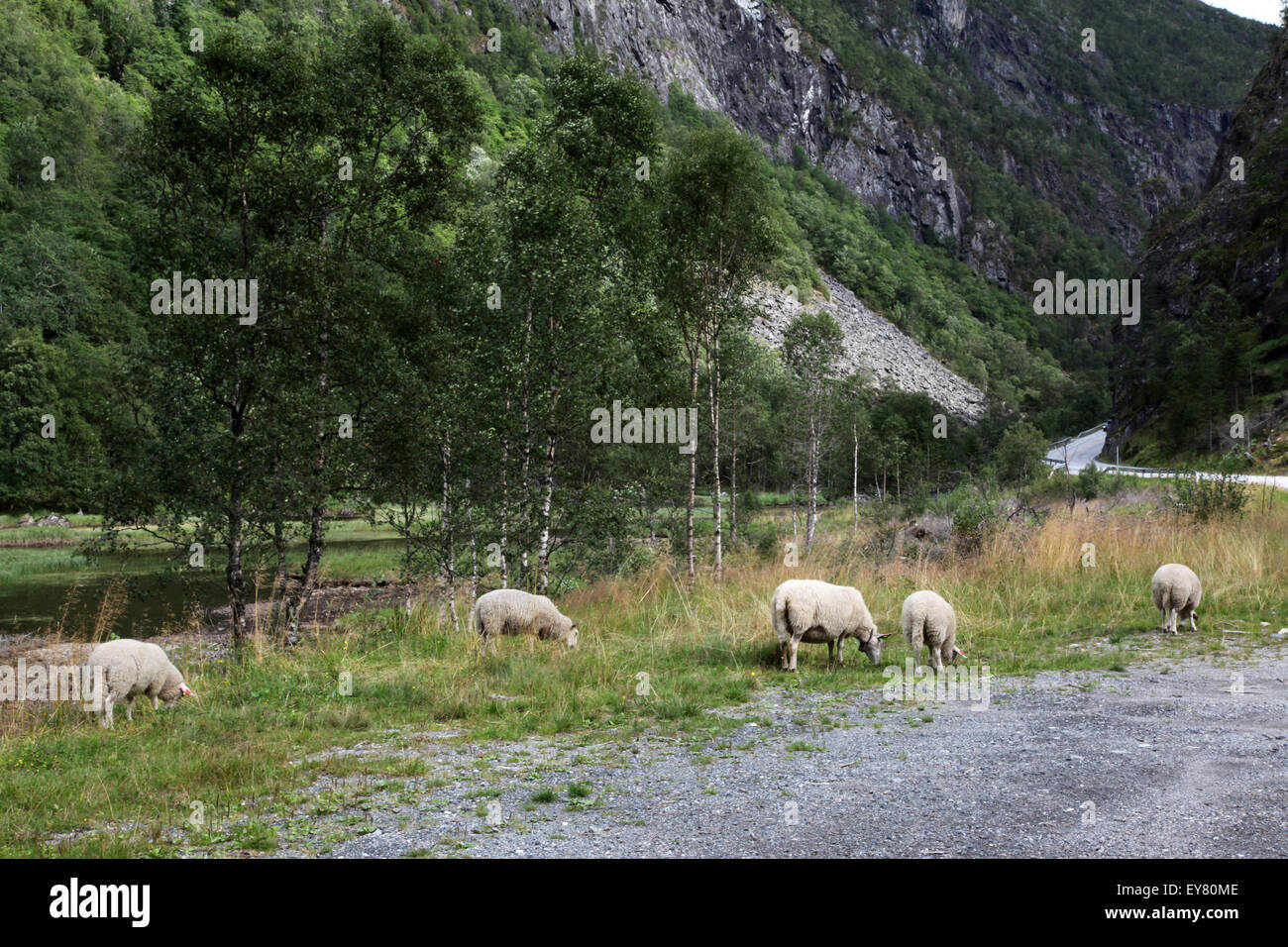 Sheep in norway hi-res stock photography and images - Alamy