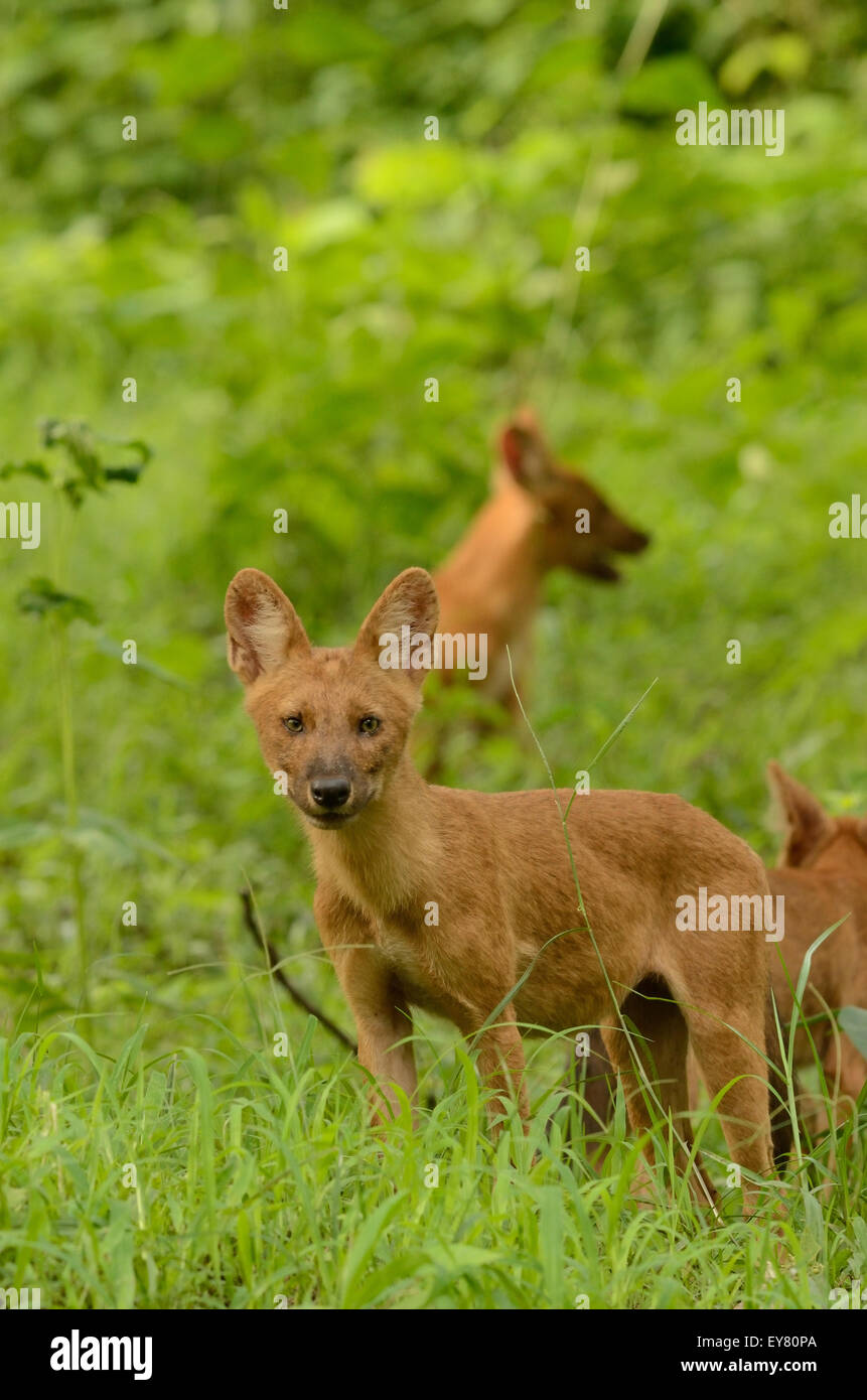 Indian dhole puppy hi-res stock photography and images - Alamy