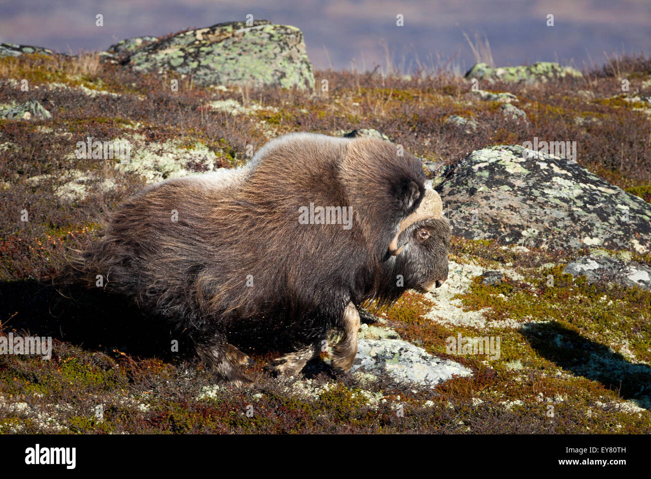 Muskox bull, Ovibos moschatus, running in Dovrefjell national park ...