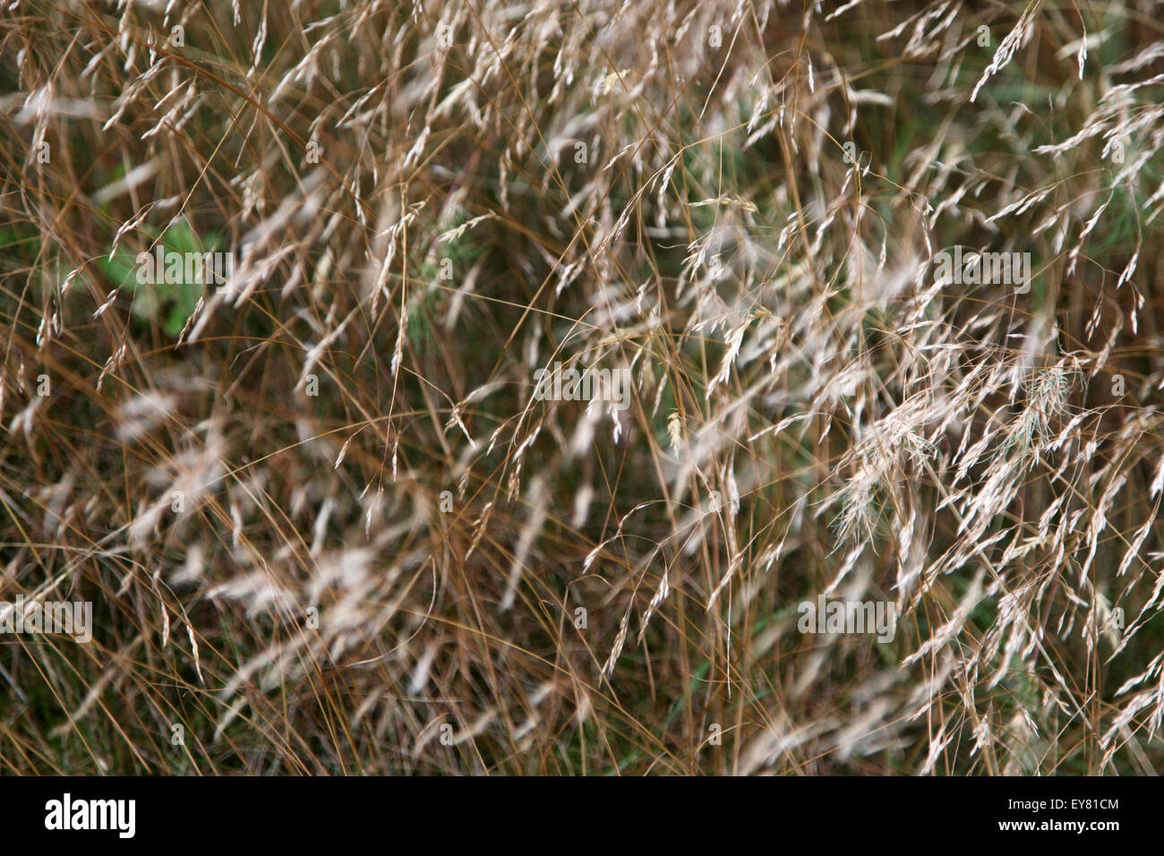 Grass and wind hi-res stock photography and images - Alamy
