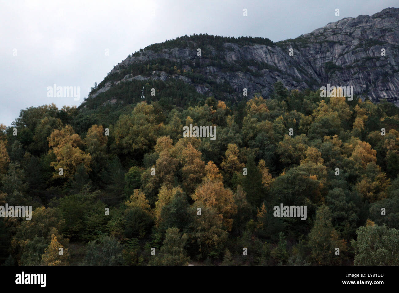 Forest and mountainside Norway Stock Photo - Alamy