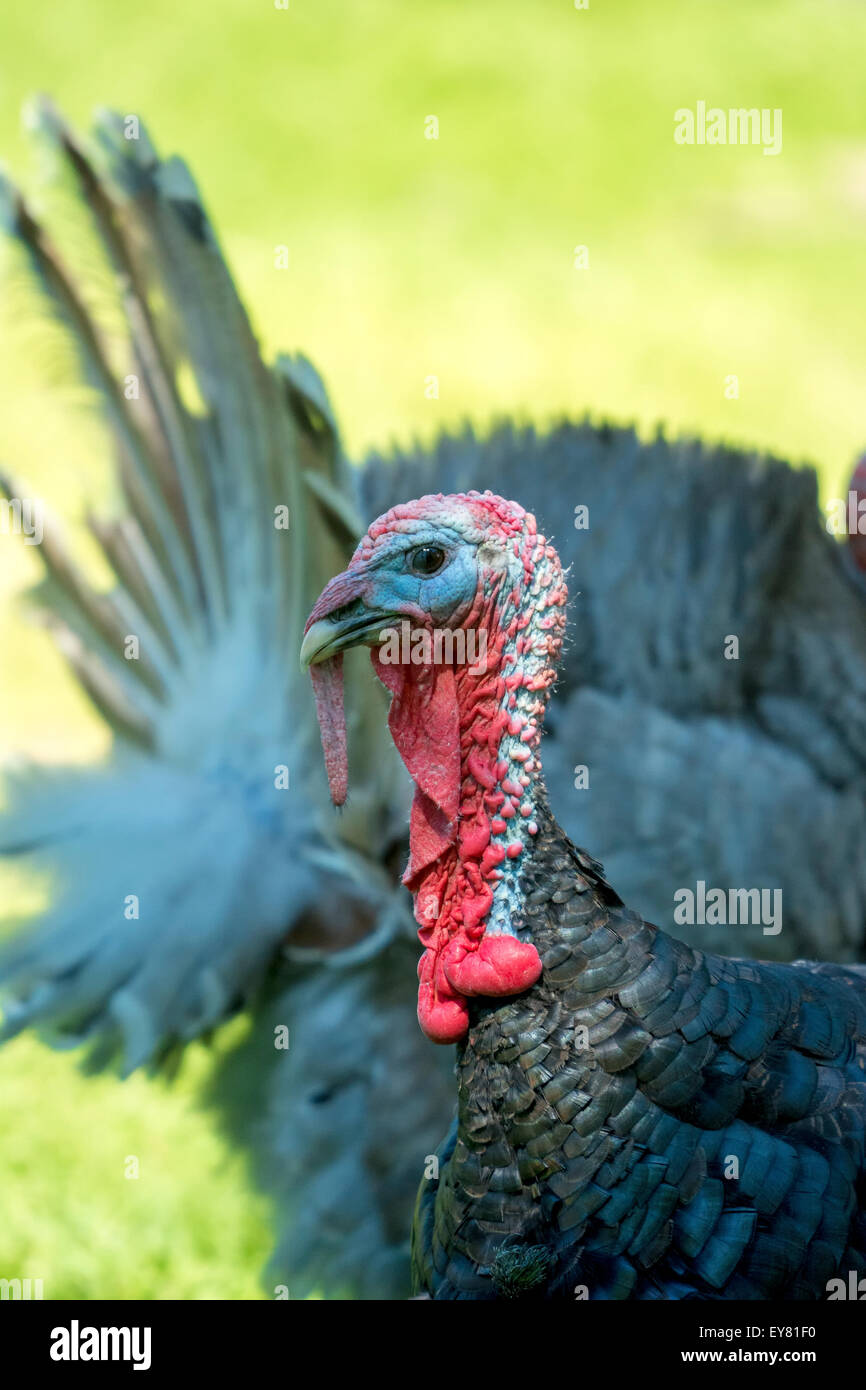 Detail of the head of turkey on the blurred green background Stock ...