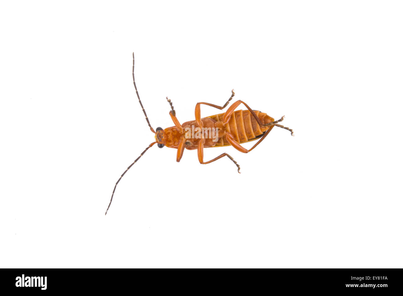 Isolated rusty beetle on a white background Stock Photo - Alamy