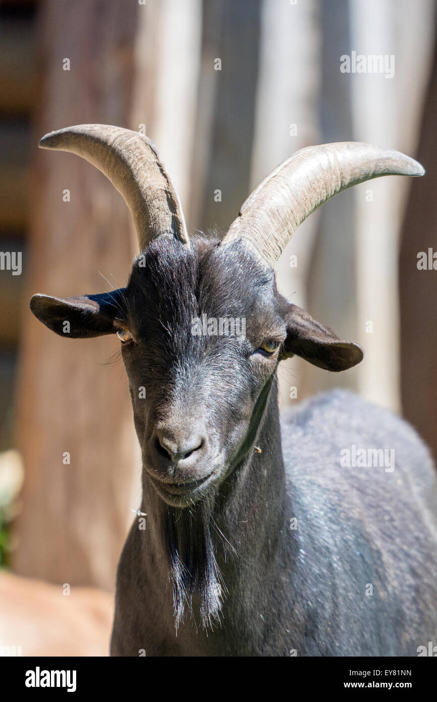 The head of a black goat with background blur Stock Photo - Alamy