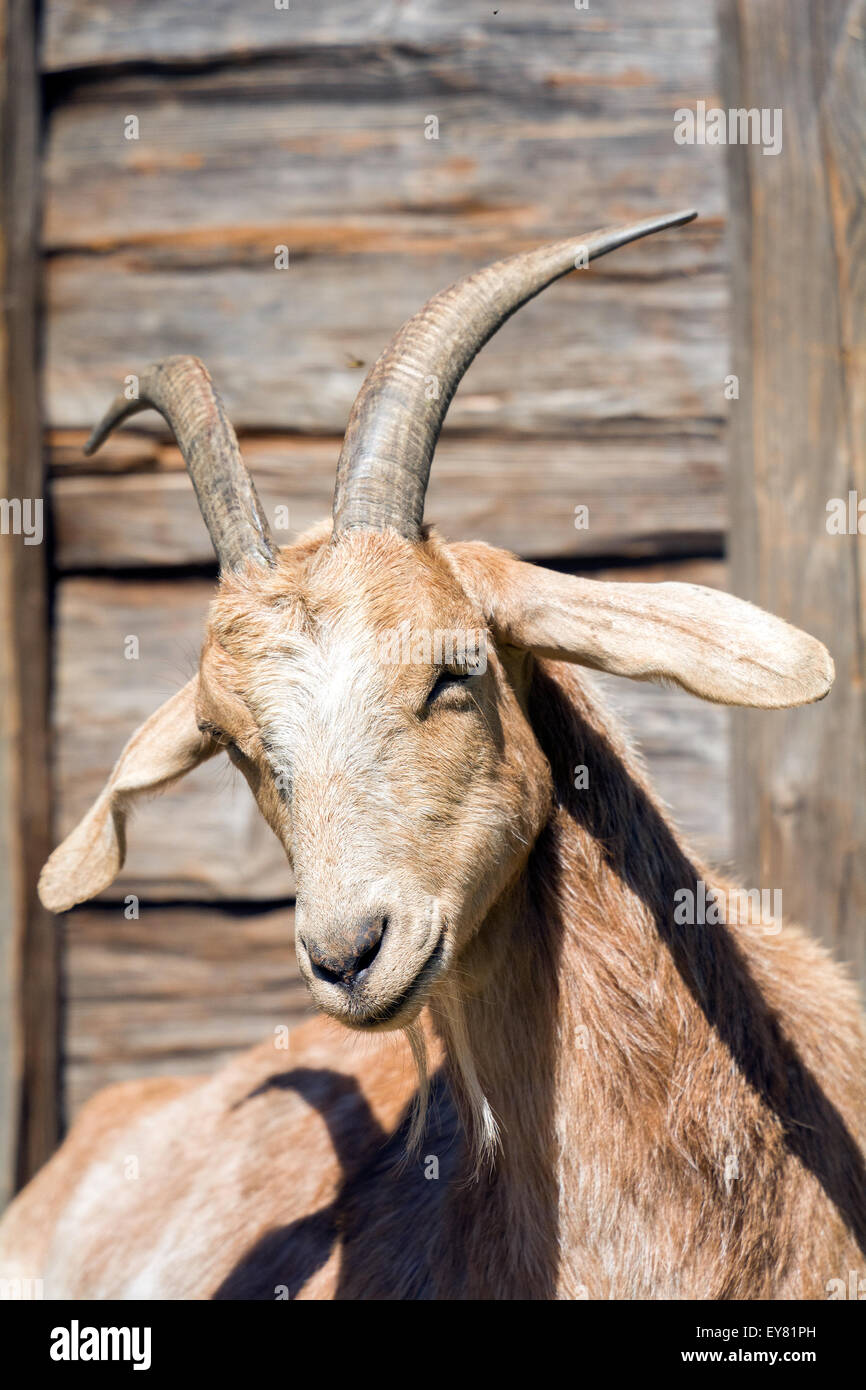 The head of a white goat with background blur Stock Photo - Alamy