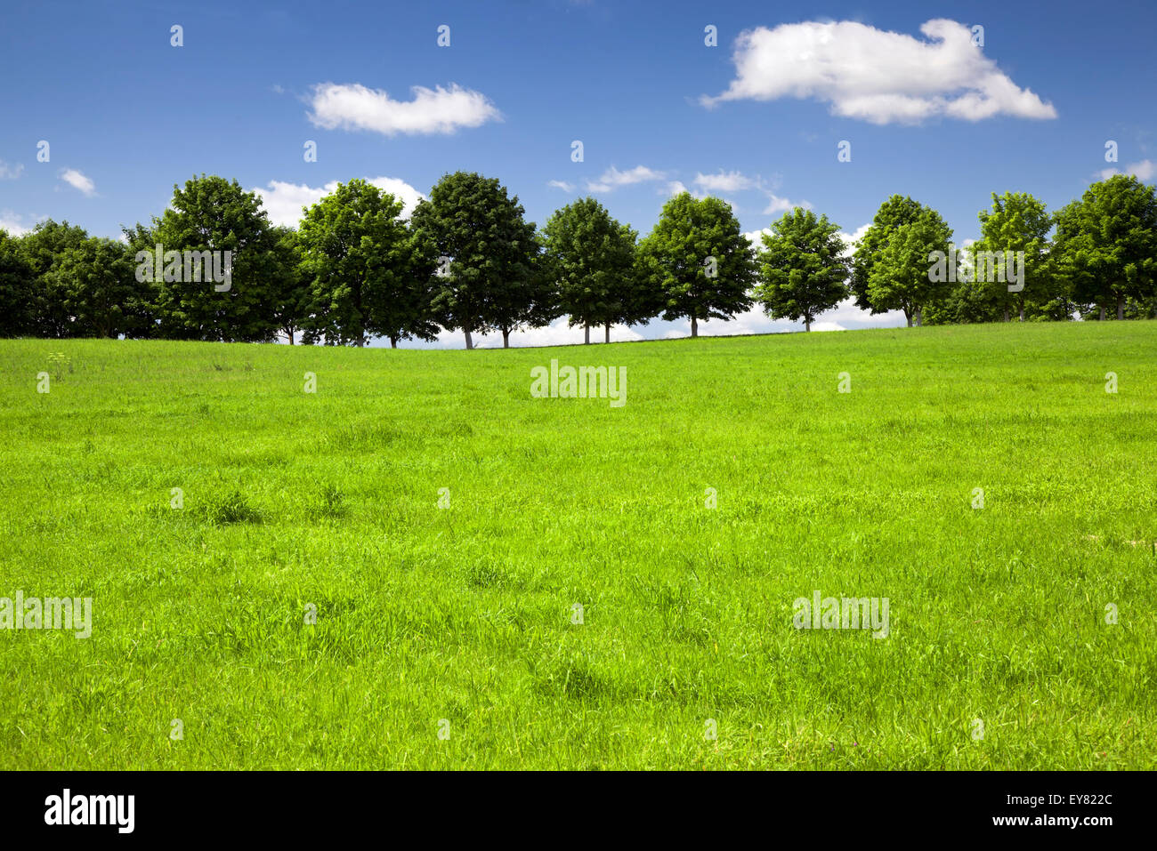 trees in summer Stock Photo - Alamy