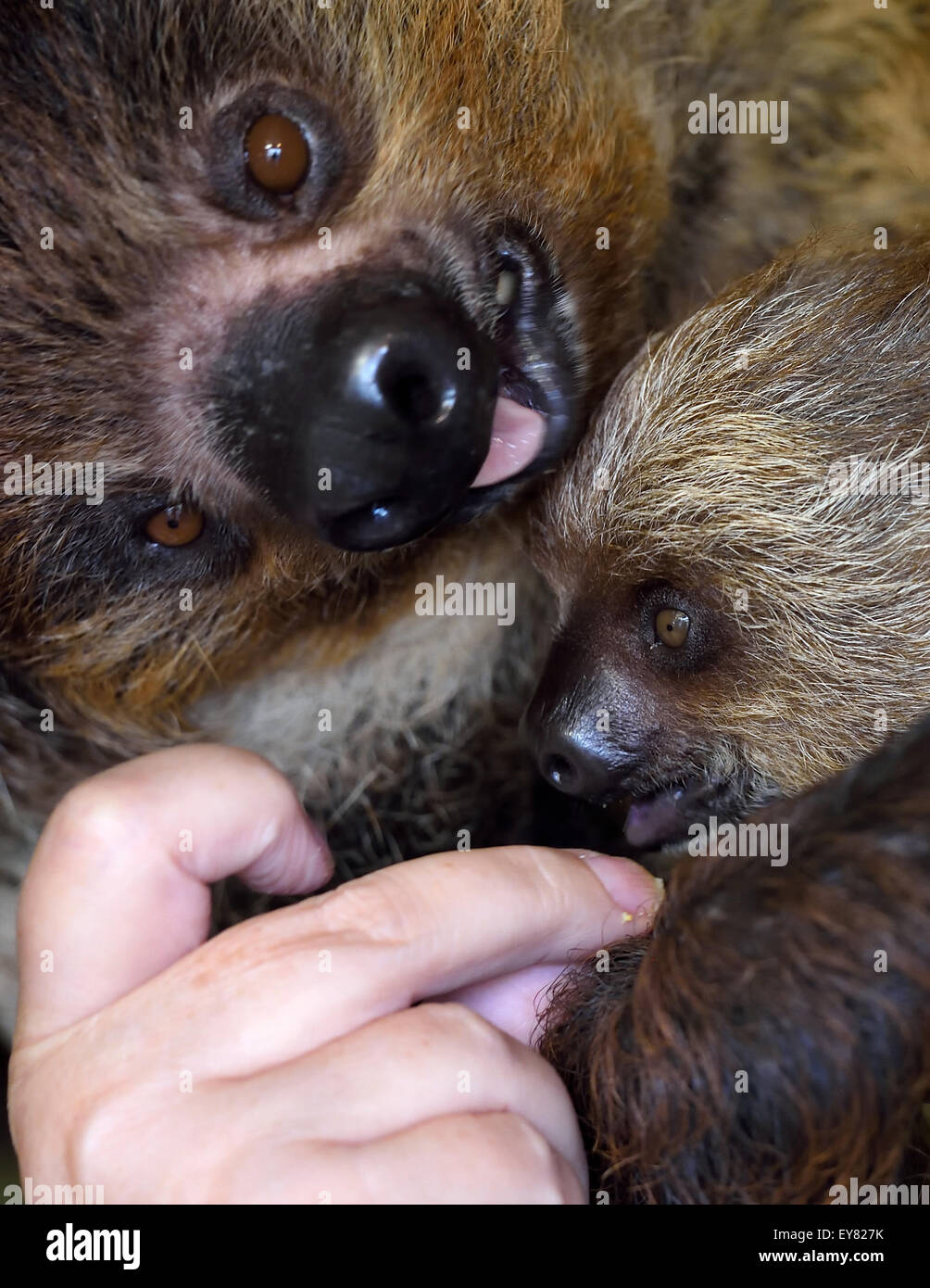 A baby two-toed sloth clings to its mother Charlotte at the Halle Zoo ...