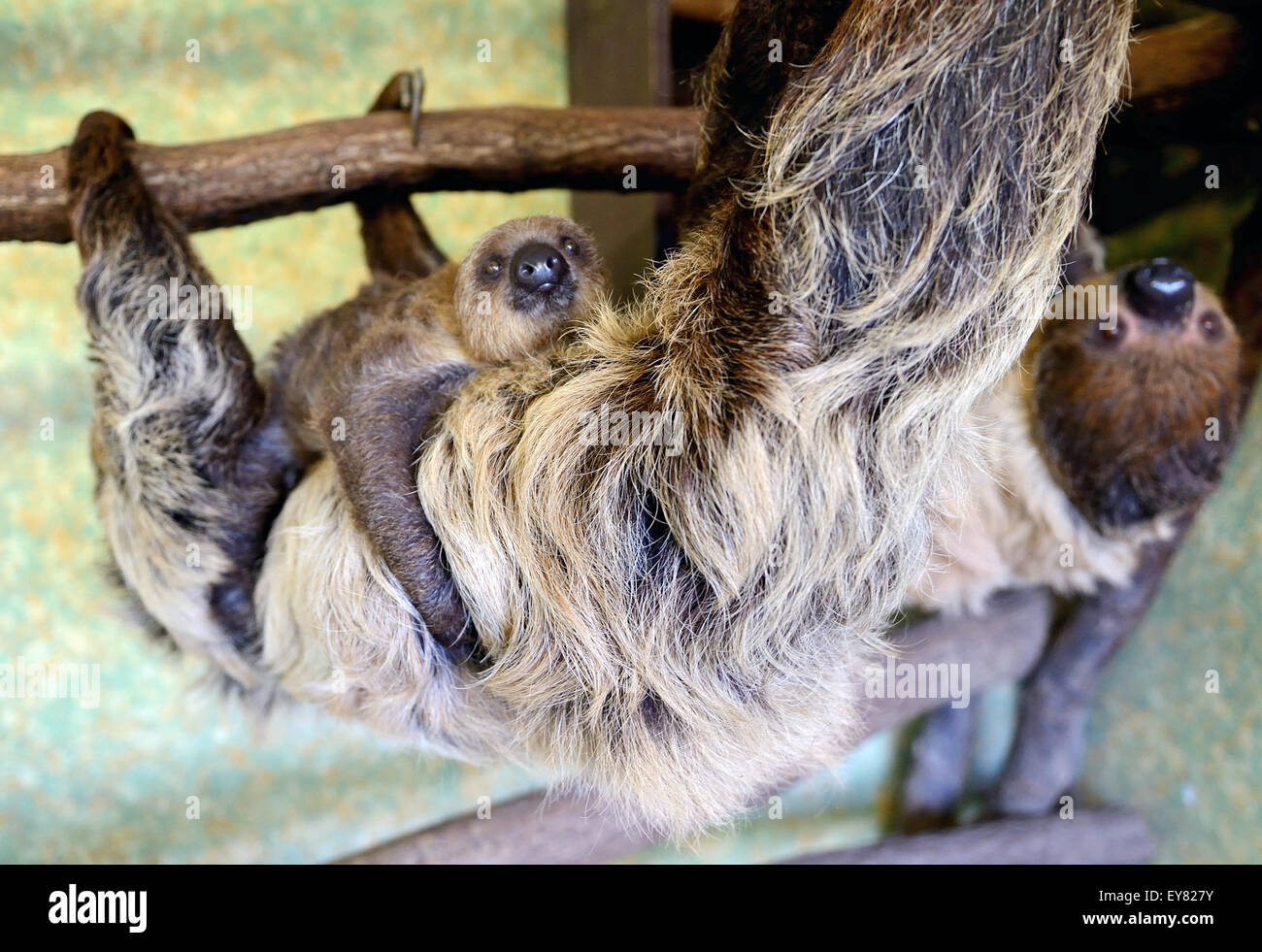 A baby two-toed sloth clings to its mother Charlotte at the Halle Zoo ...