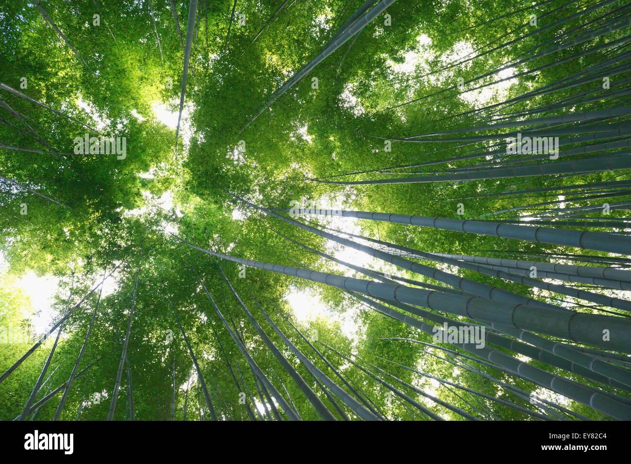 Bamboo grove sunshine hi-res stock photography and images - Alamy