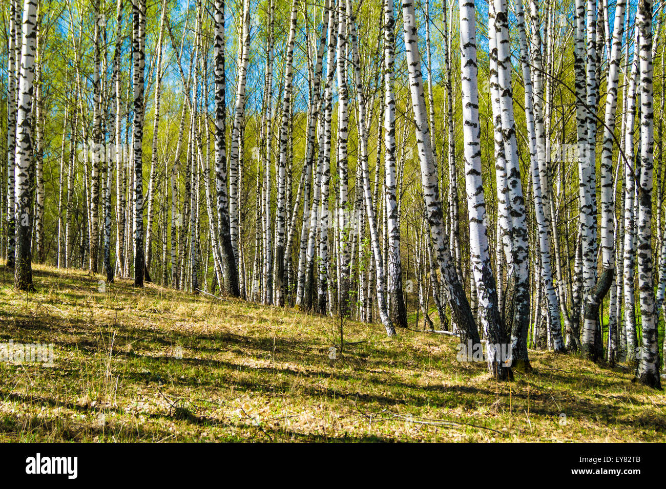 Landscape with birch hi-res stock photography and images - Alamy
