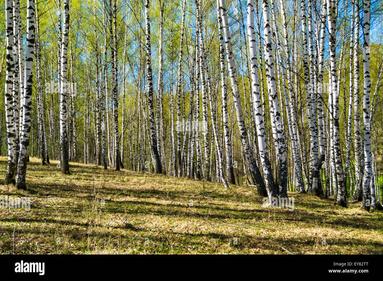Spring landscape with birch by grove Stock Photo - Alamy