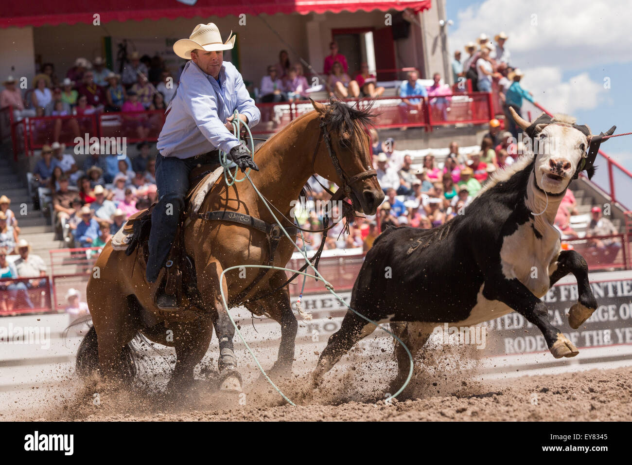 Wyoming, USA. 23rd July, 2015. A professional rodeo cowboy misses ...