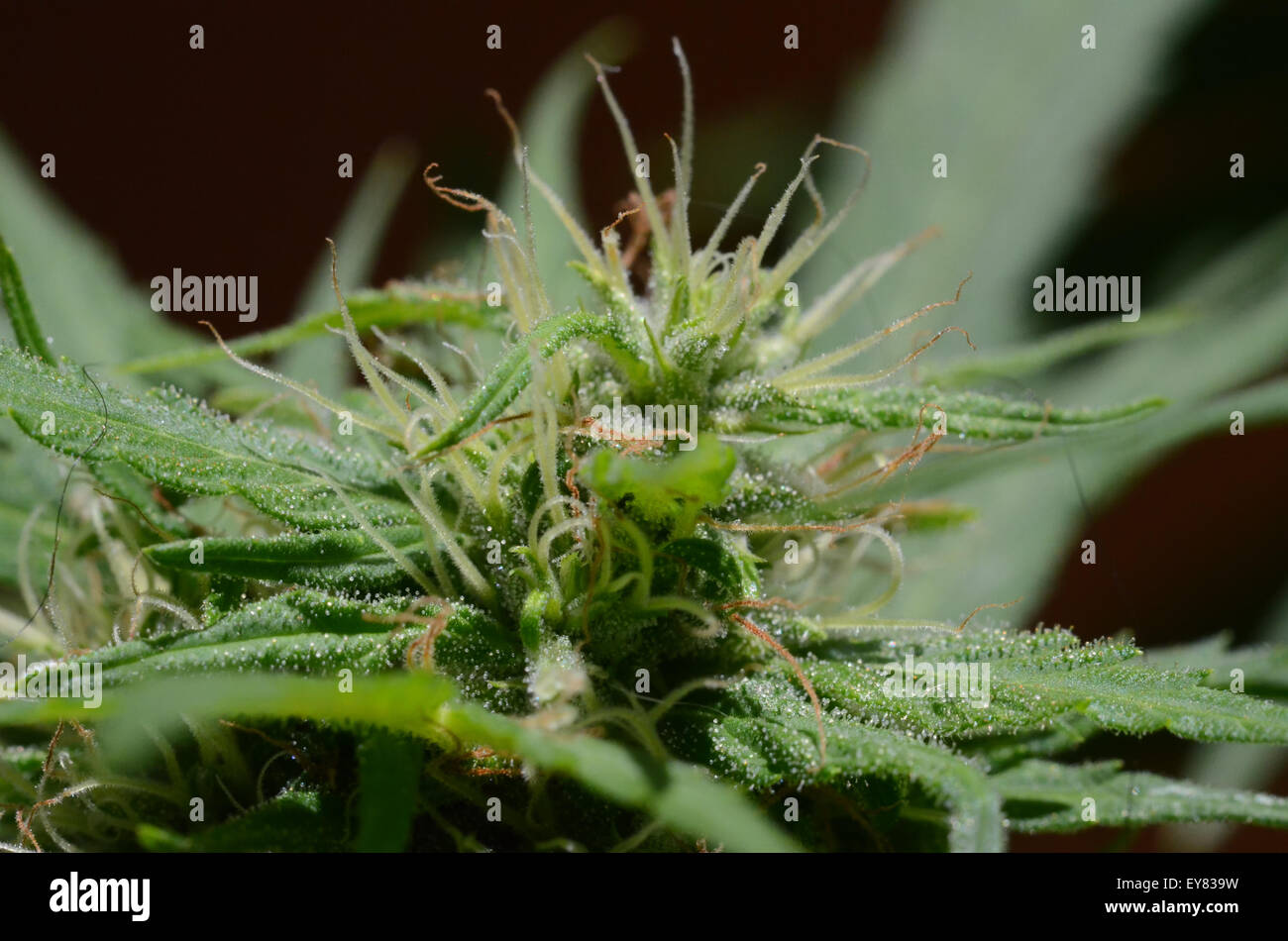 Close up of hemp buds Stock Photo - Alamy