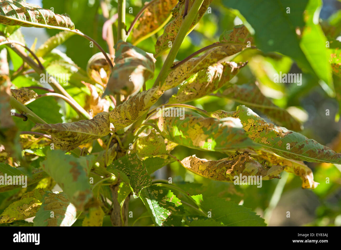 Pear and cherry slug larvae and damage on cherry tree Stock Photo - Alamy