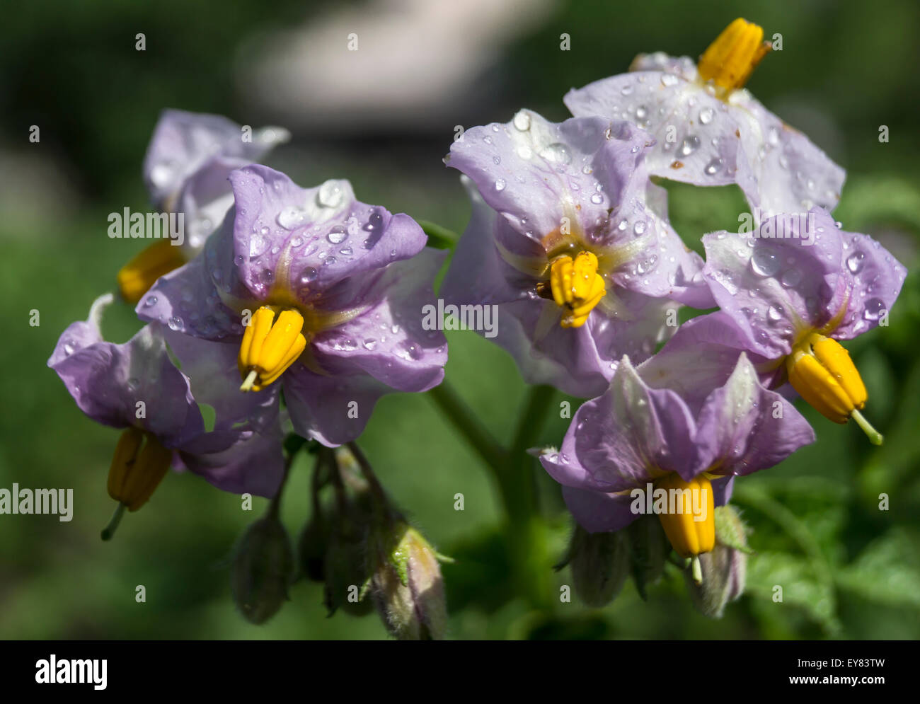 Bush of the potatoes with violet colour and drop of water Stock Photo ...